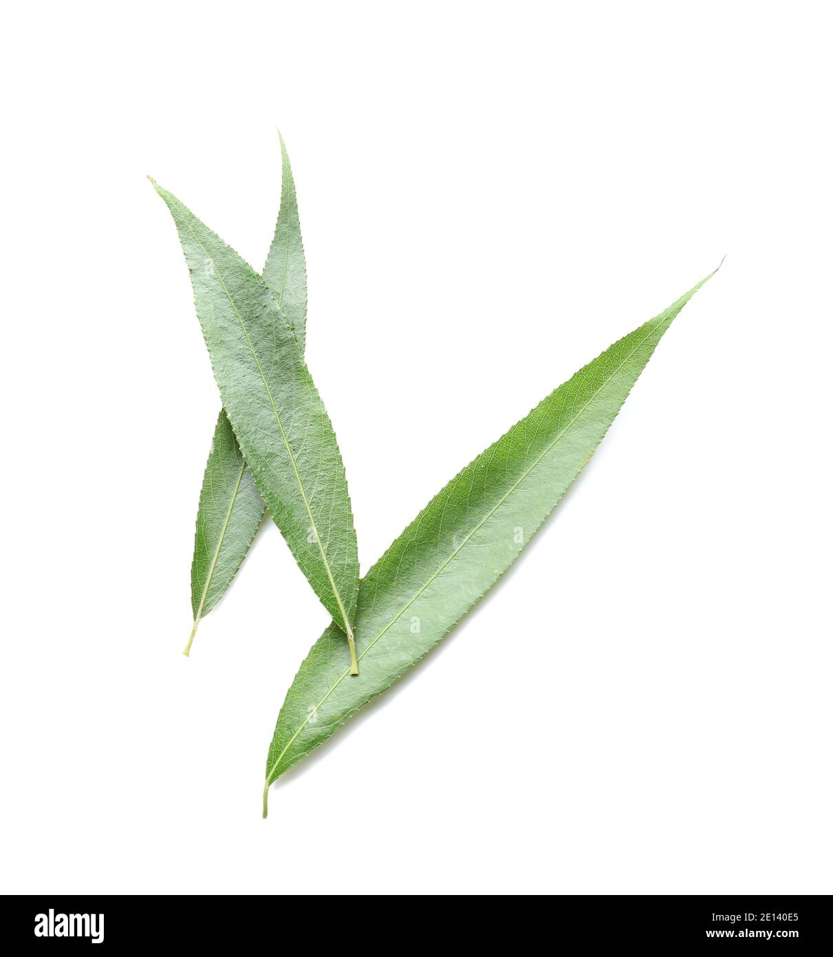 Green osier leaves on white background Stock Photo - Alamy