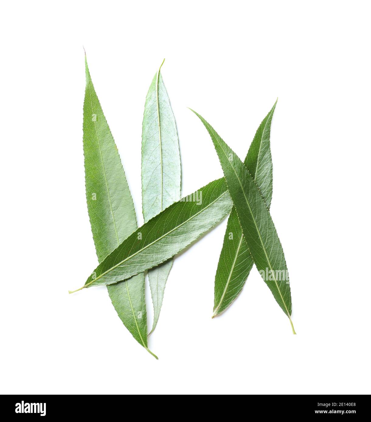 Green osier leaves on white background Stock Photo - Alamy