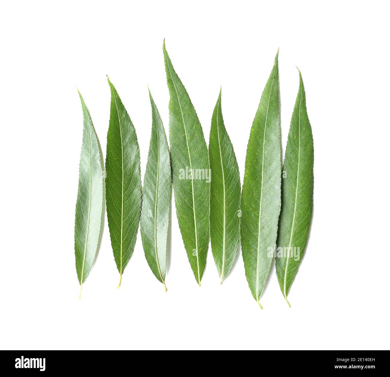 Green osier leaves on white background Stock Photo - Alamy