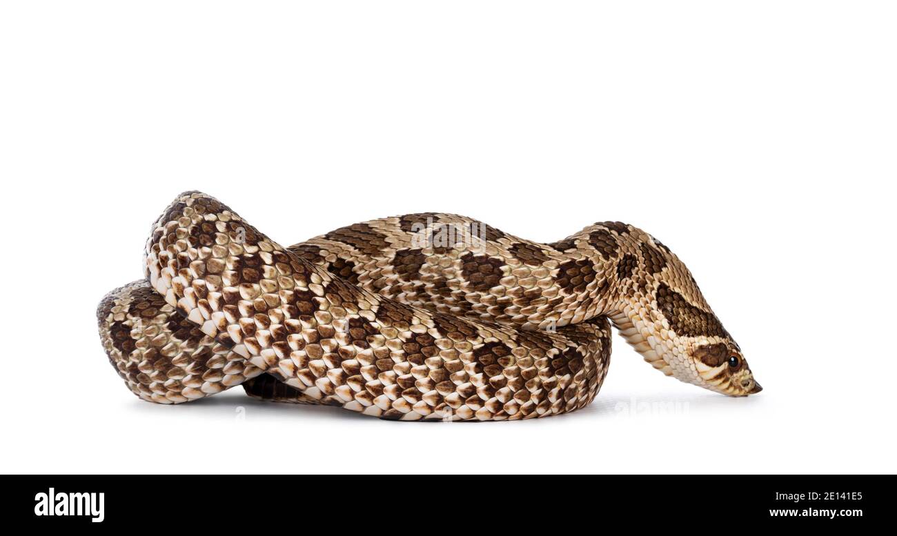 Western Hognose snake aka Heterodon nasicus, isolated on white ...