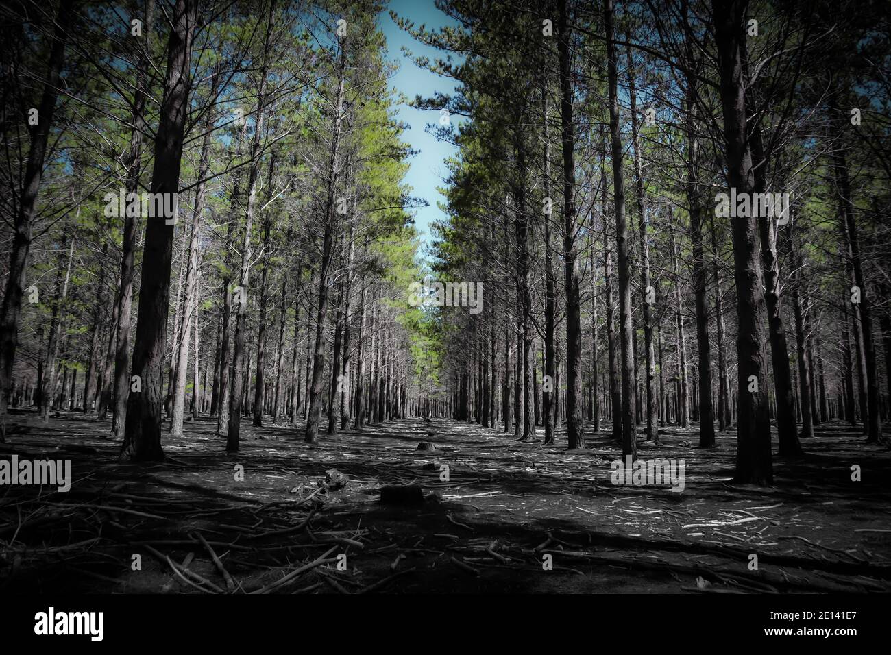 Cape Town, South Africa - 23/12/2019 Tokai forest, Cape Town. On a ...