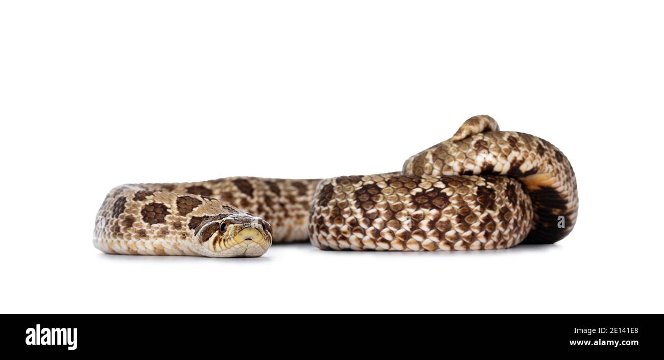 Spreadhead snake Cut Out Stock Images & Pictures - Alamy