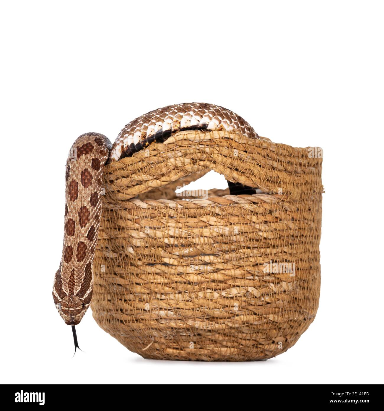 Western Hognose snake aka Heterodon nasicus, isolated on white ...