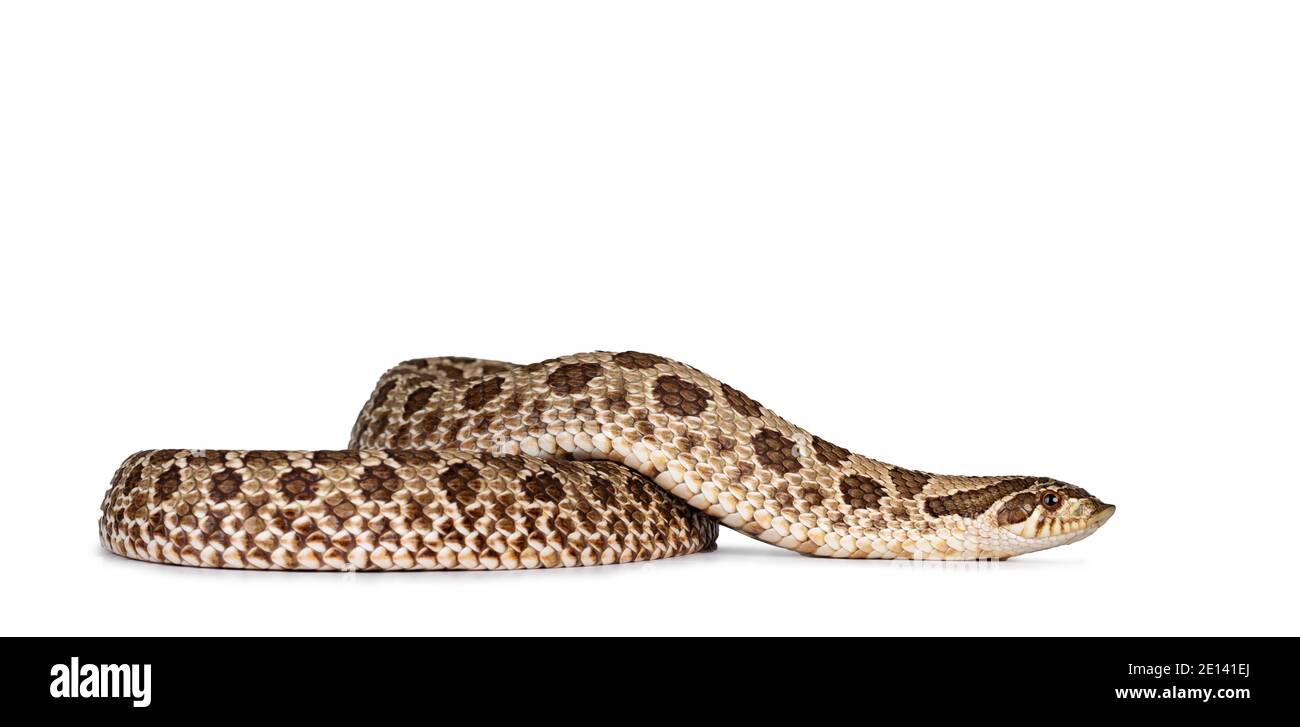 Western Hognose snake aka Heterodon nasicus, isolated on white ...