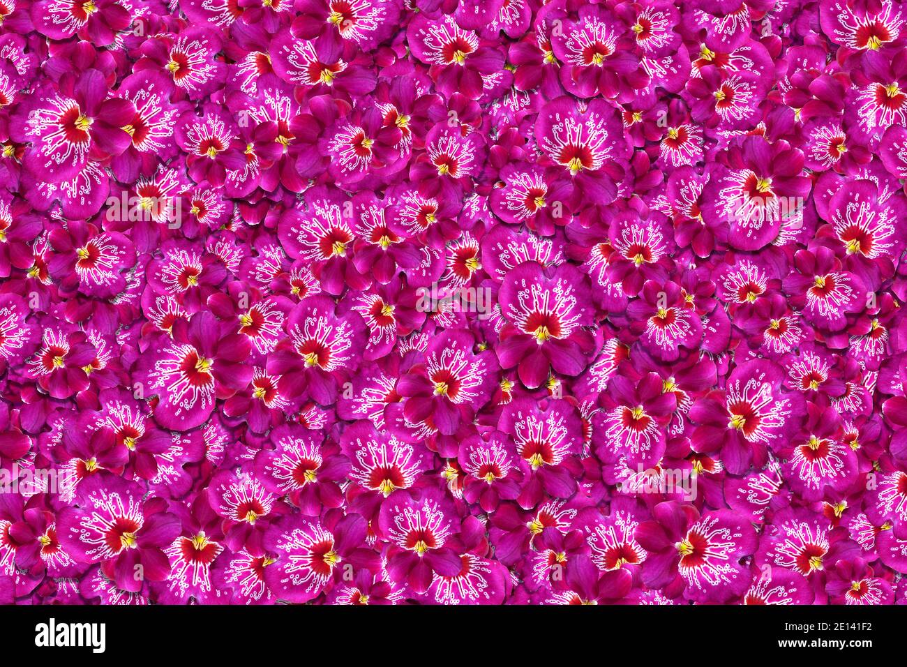 Floral background of a mass of pink orchid flowers flowers Stock Photo ...
