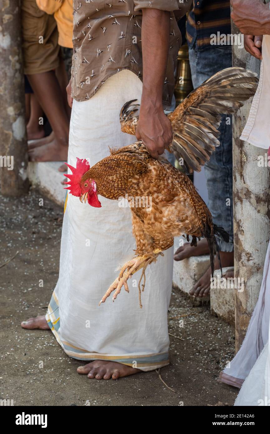 Rooster with tied legs prepared for religious sacrifice during hindu ...