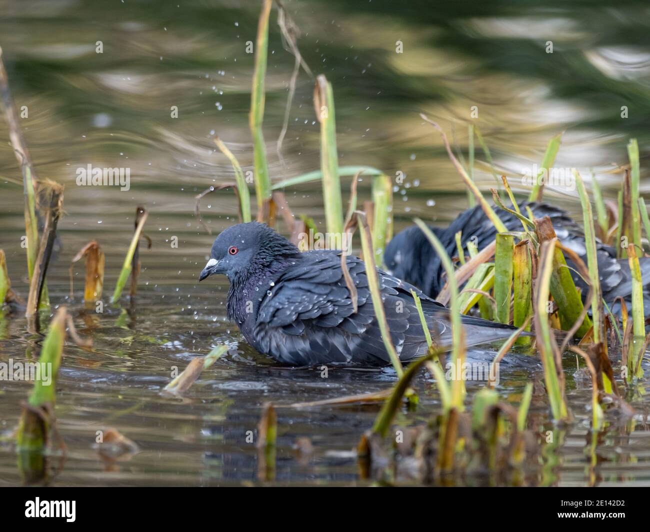 Sanderstead Pond High Resolution Stock Photography and Images - Alamy