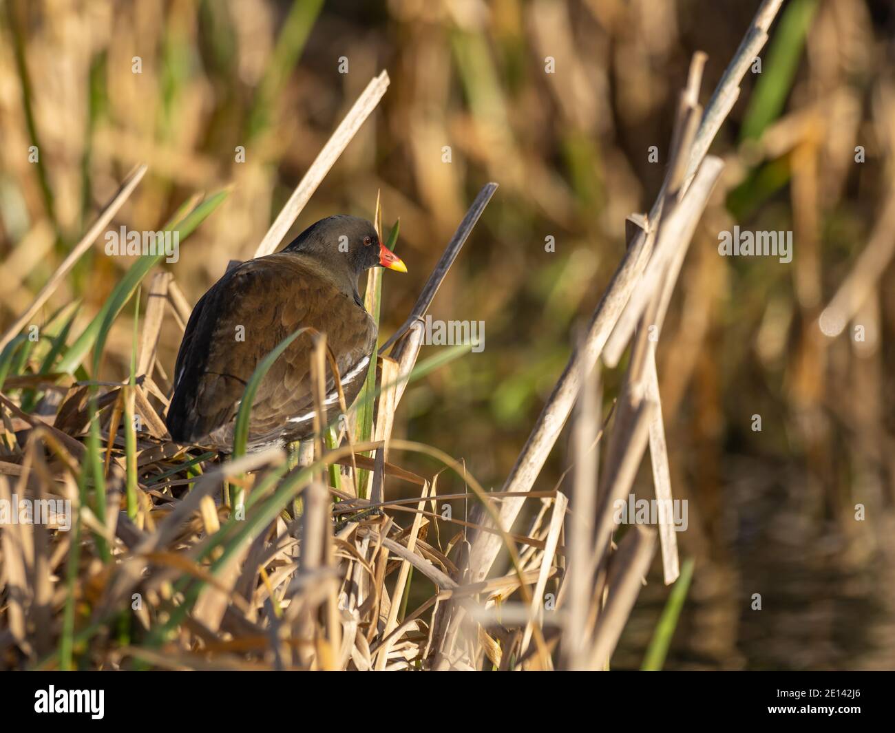 Moorhen on Sanderstead Pond Stock Photo - Alamy