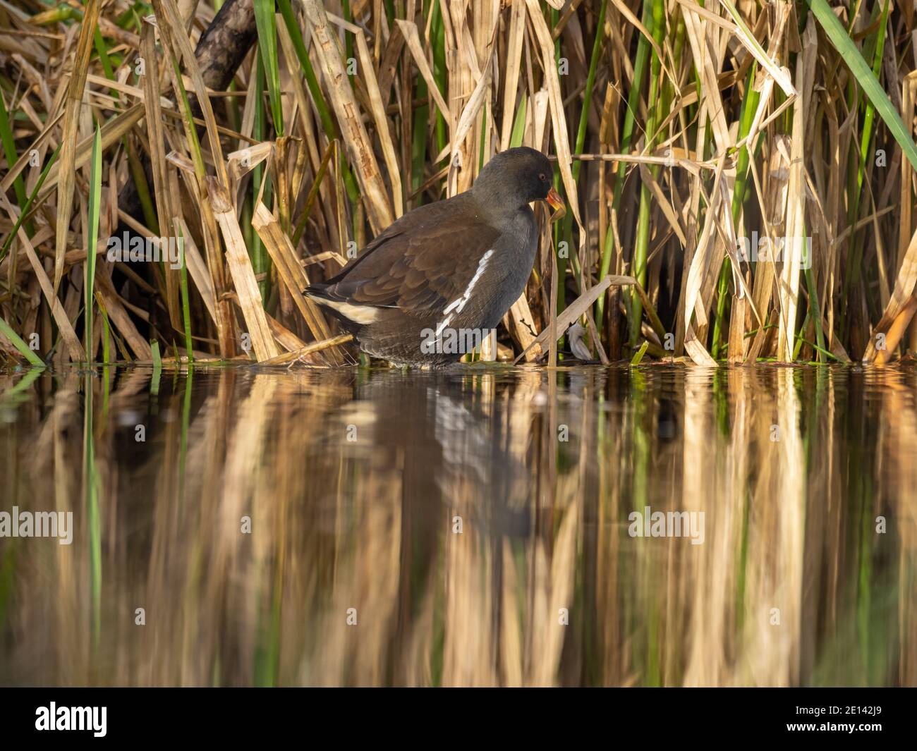 London chicken wing hi-res stock photography and images - Alamy