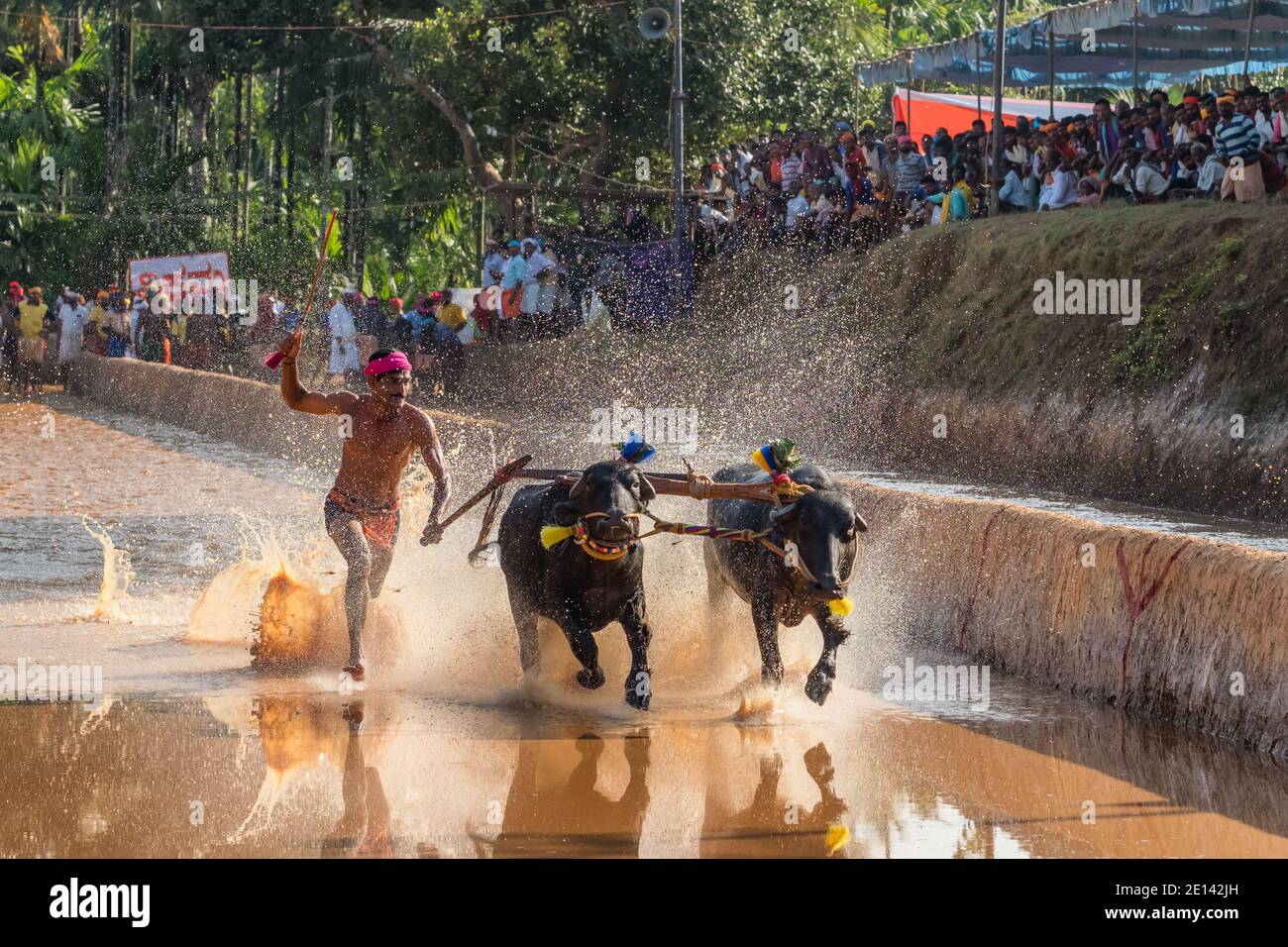 Kambala or Kambla, an annual buffalo race conducted at paddy fields in ...
