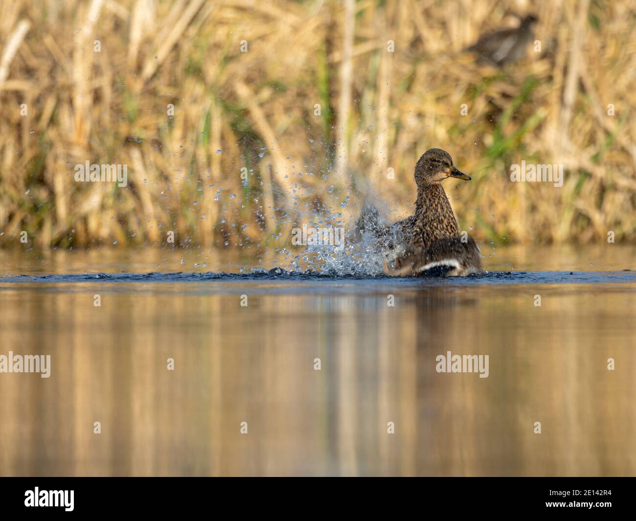 Gruffy duck hi-res stock photography and images - Alamy