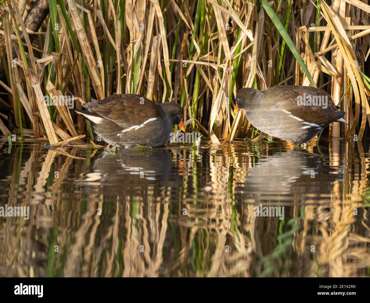 Sanderstead Pond High Resolution Stock Photography and Images - Alamy