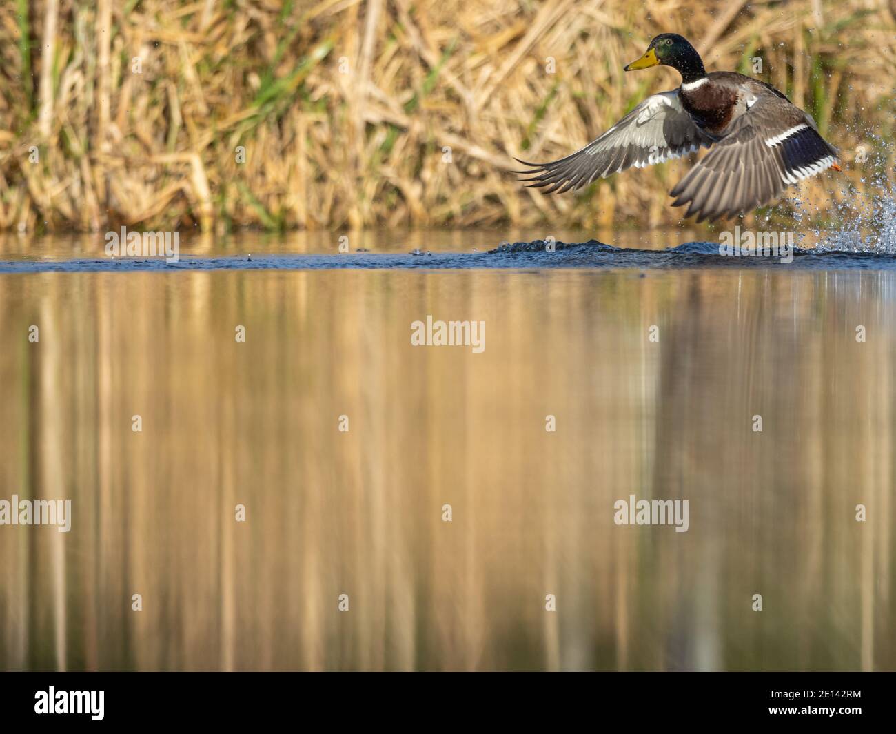 Mallard Duck on Sanderstead Pond Stock Photo - Alamy