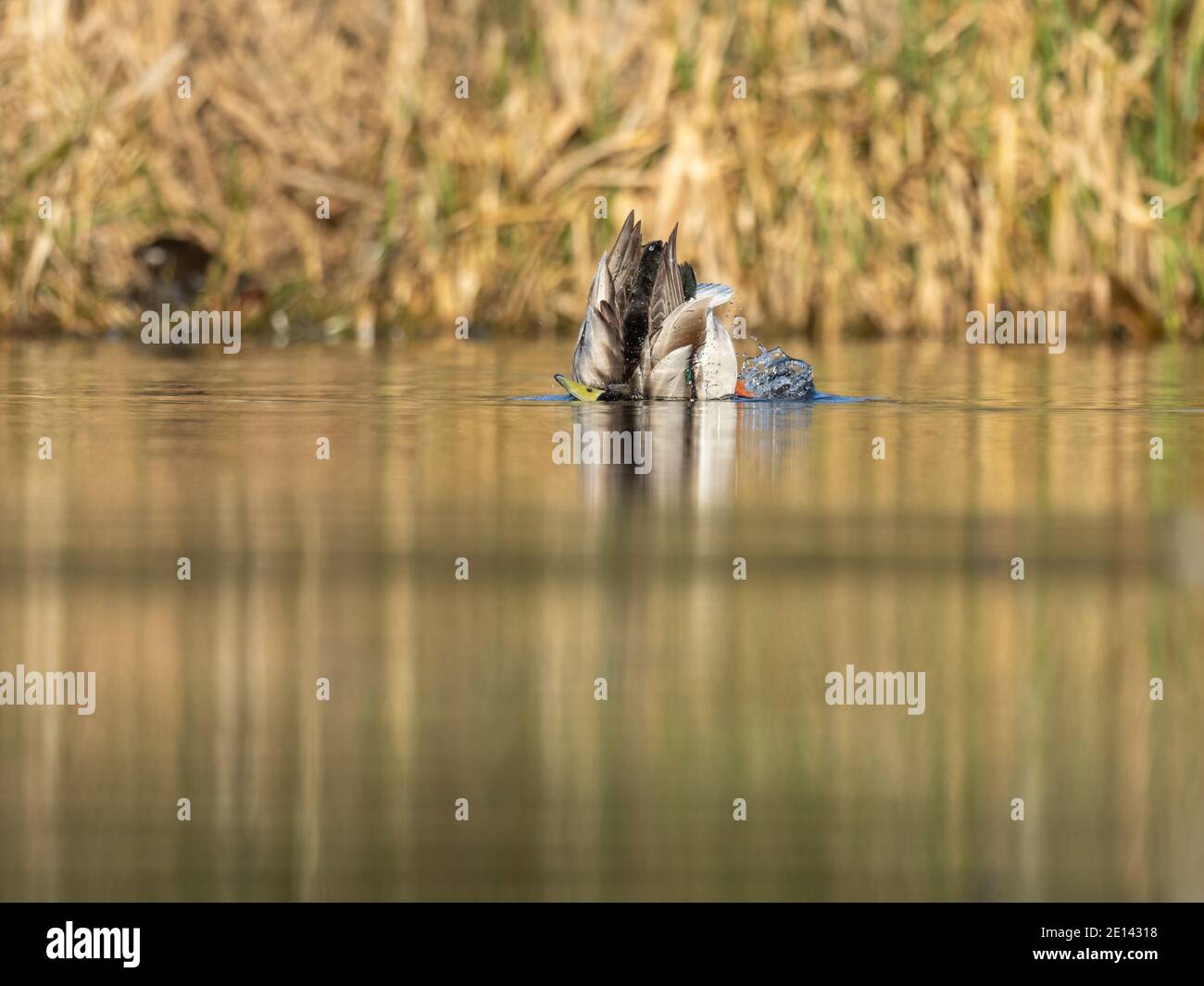 Sanderstead Pond High Resolution Stock Photography and Images - Alamy