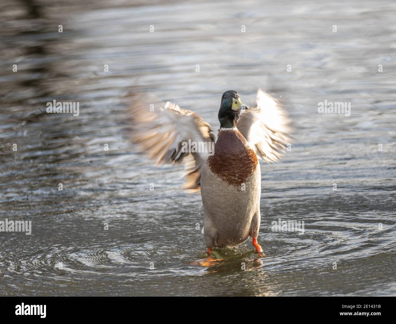 Gruffy duck hi-res stock photography and images - Alamy