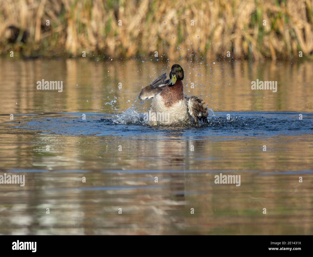 Gruffy Duck High Resolution Stock Photography and Images - Alamy