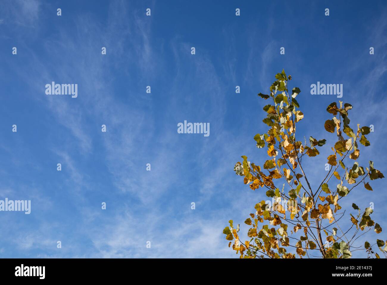 Wispy branches hi-res stock photography and images - Alamy