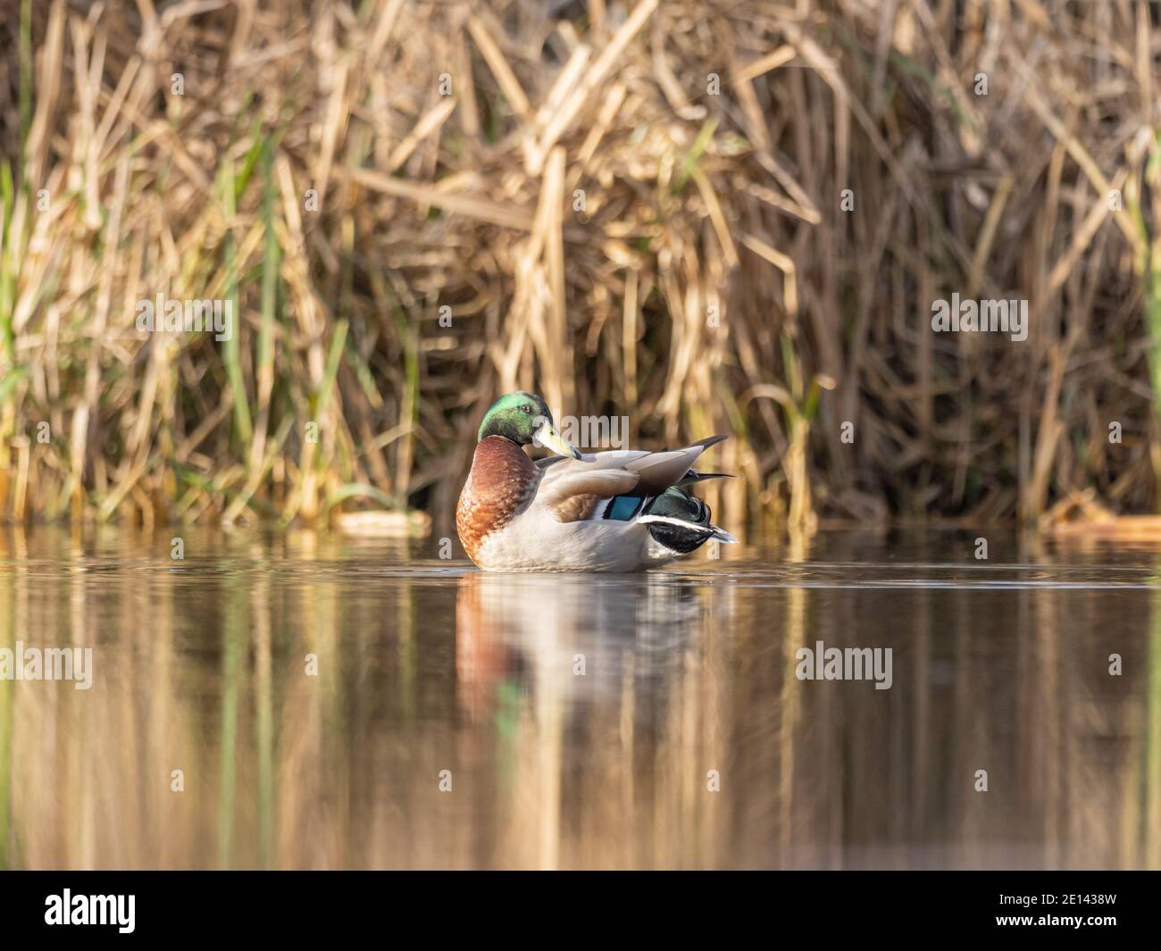 Sanderstead Pond High Resolution Stock Photography and Images - Alamy