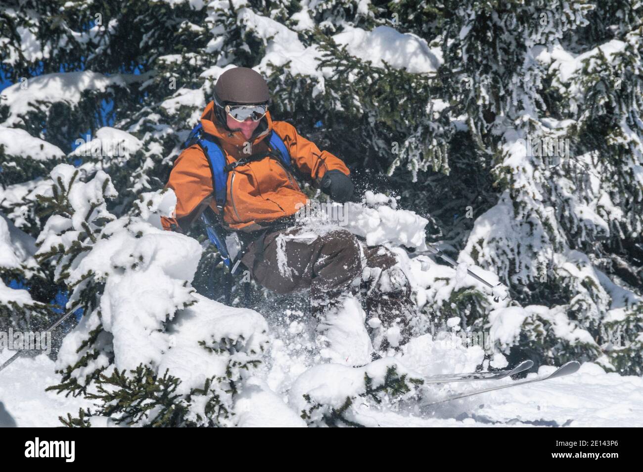 Skiing between trees in backcountry area Stock Photo - Alamy