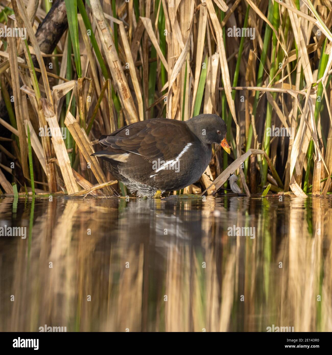 London chicken wing hi-res stock photography and images - Alamy