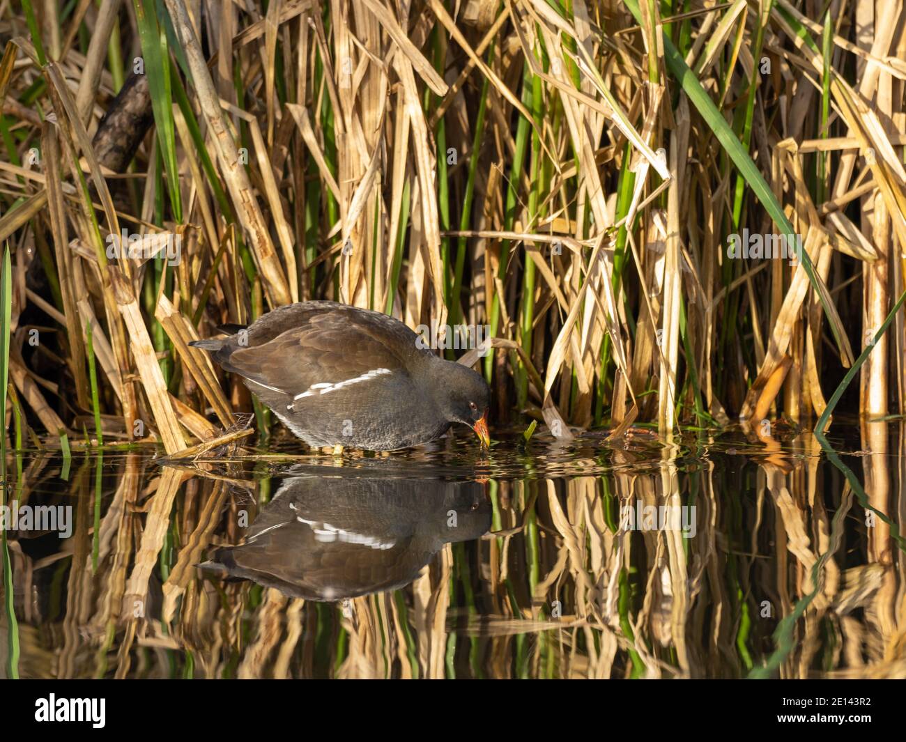 London chicken wing hi-res stock photography and images - Alamy