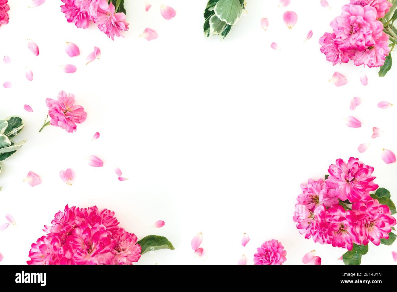 Floral frame of pink roses flowers and green leaves on white background ...