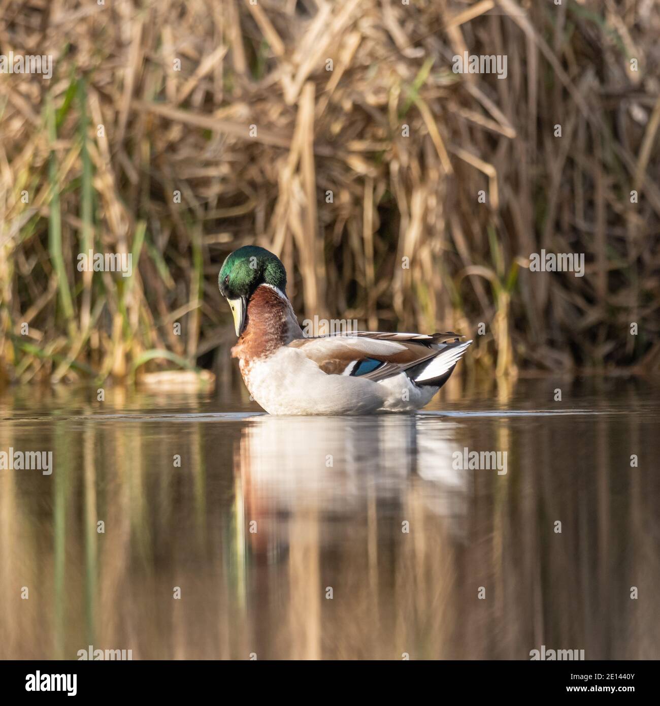 Sanderstead pond hi-res stock photography and images - Alamy