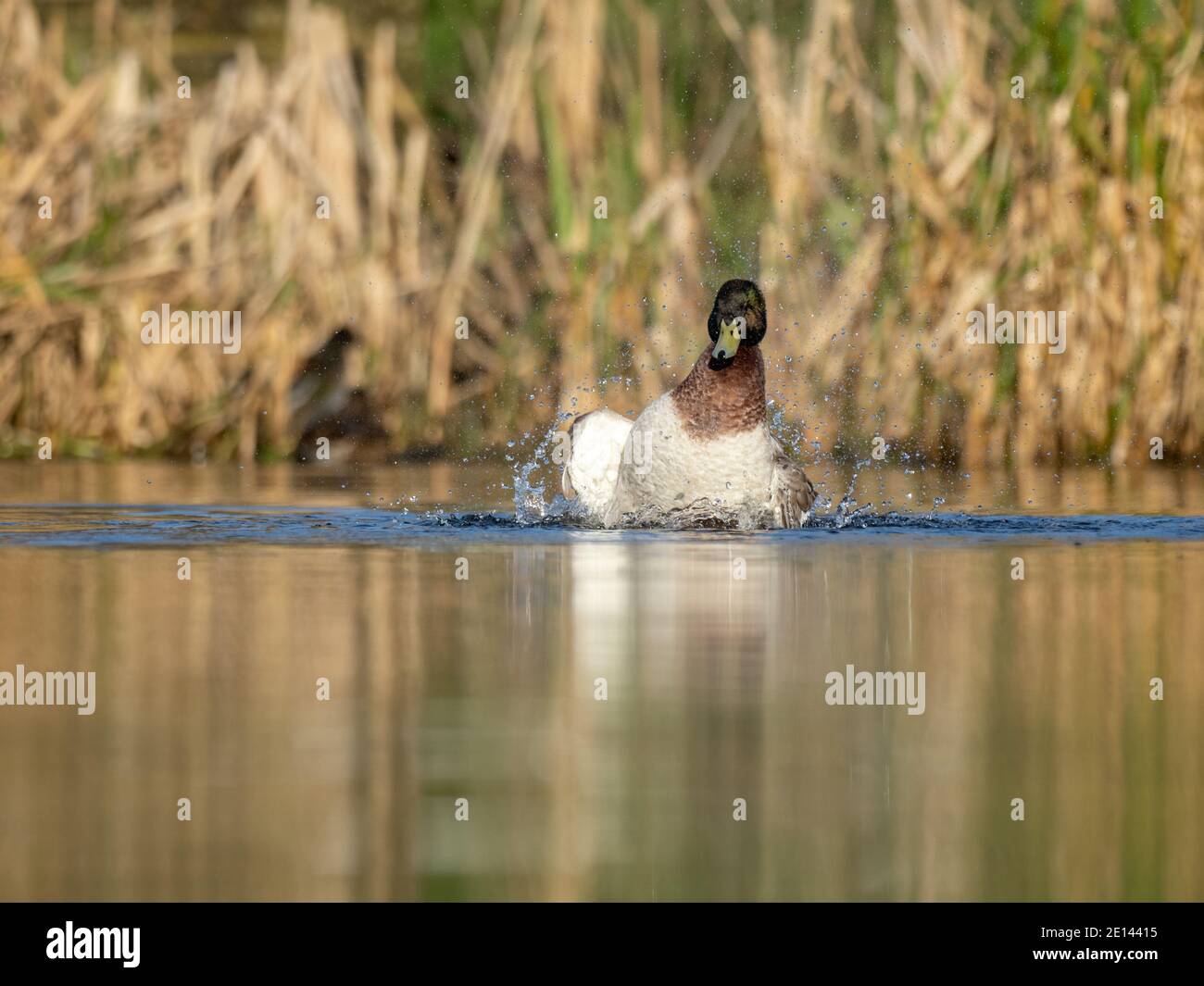 Mallard Duck on Sanderstead Pond Stock Photo - Alamy