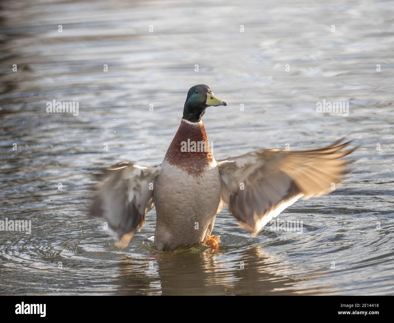 Gruffy duck hi-res stock photography and images - Alamy