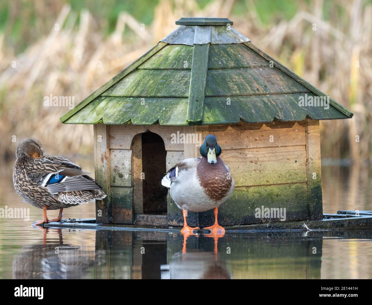 Mallard Duck on Sanderstead Pond Stock Photo - Alamy