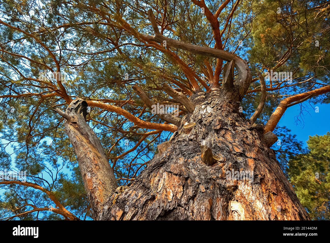 Large coniferous tree. Close-up and branches of a tree trunk on top ...