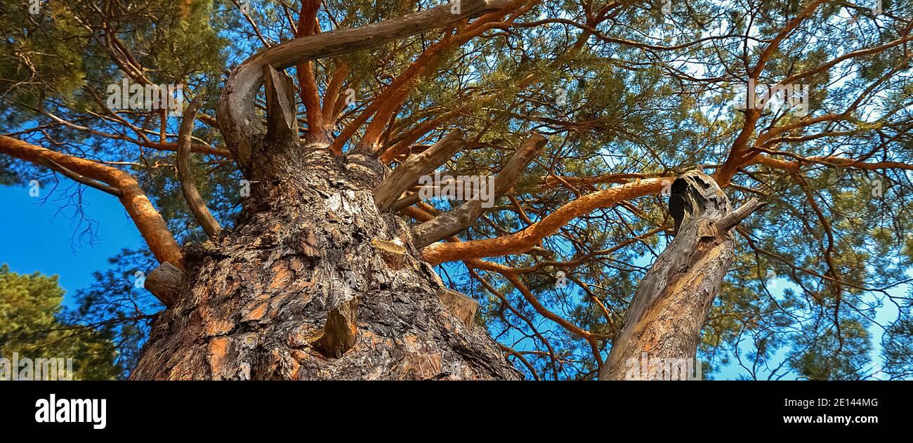 Large coniferous tree. Close-up and branches of a tree trunk on top ...