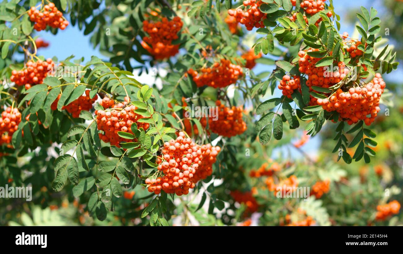 ashberry at dry sunny day Stock Photo - Alamy
