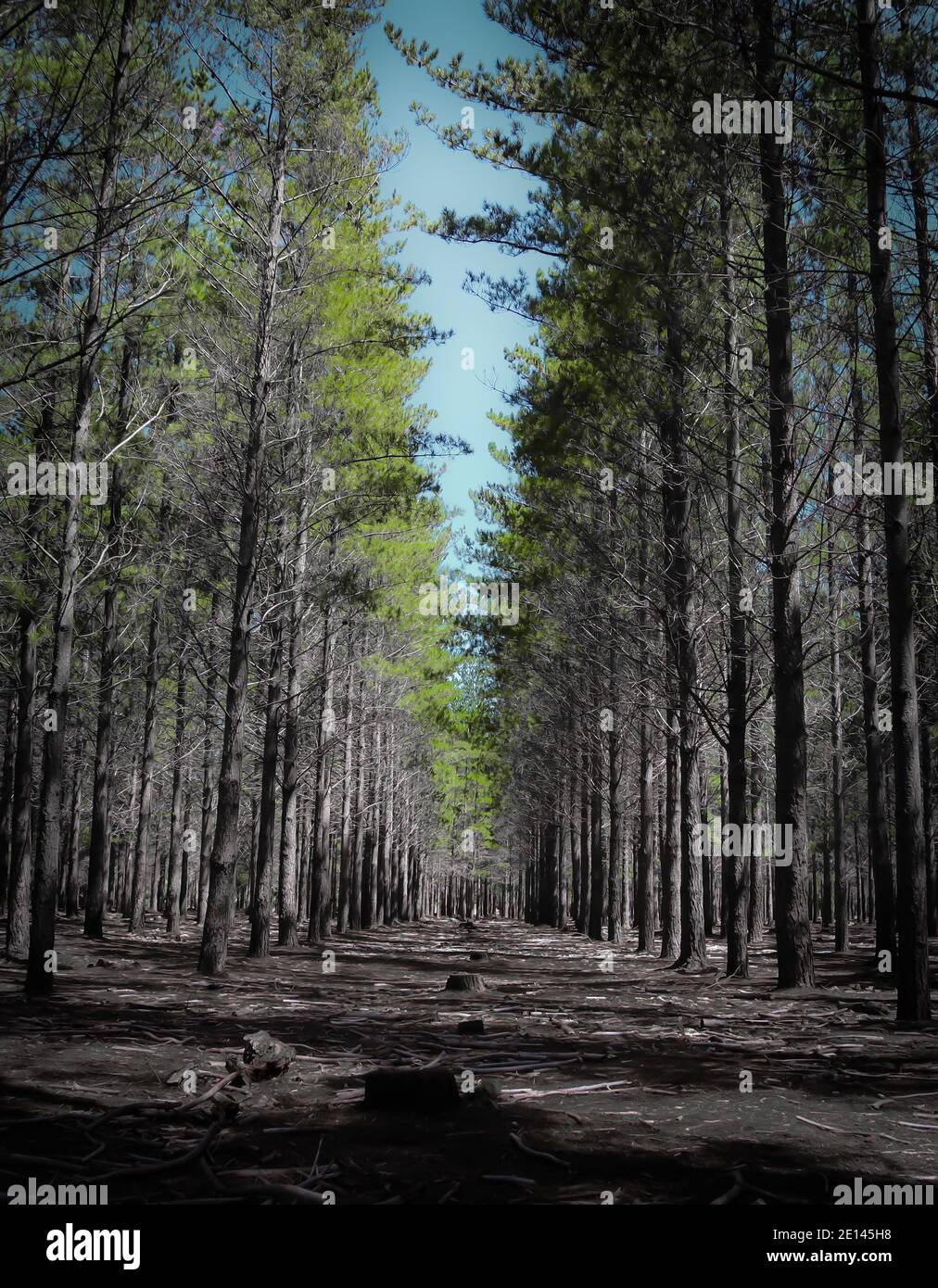 Tokai Forest, Cape Town, South Africa - 23/12/2019 Tokai Forest, Cape ...