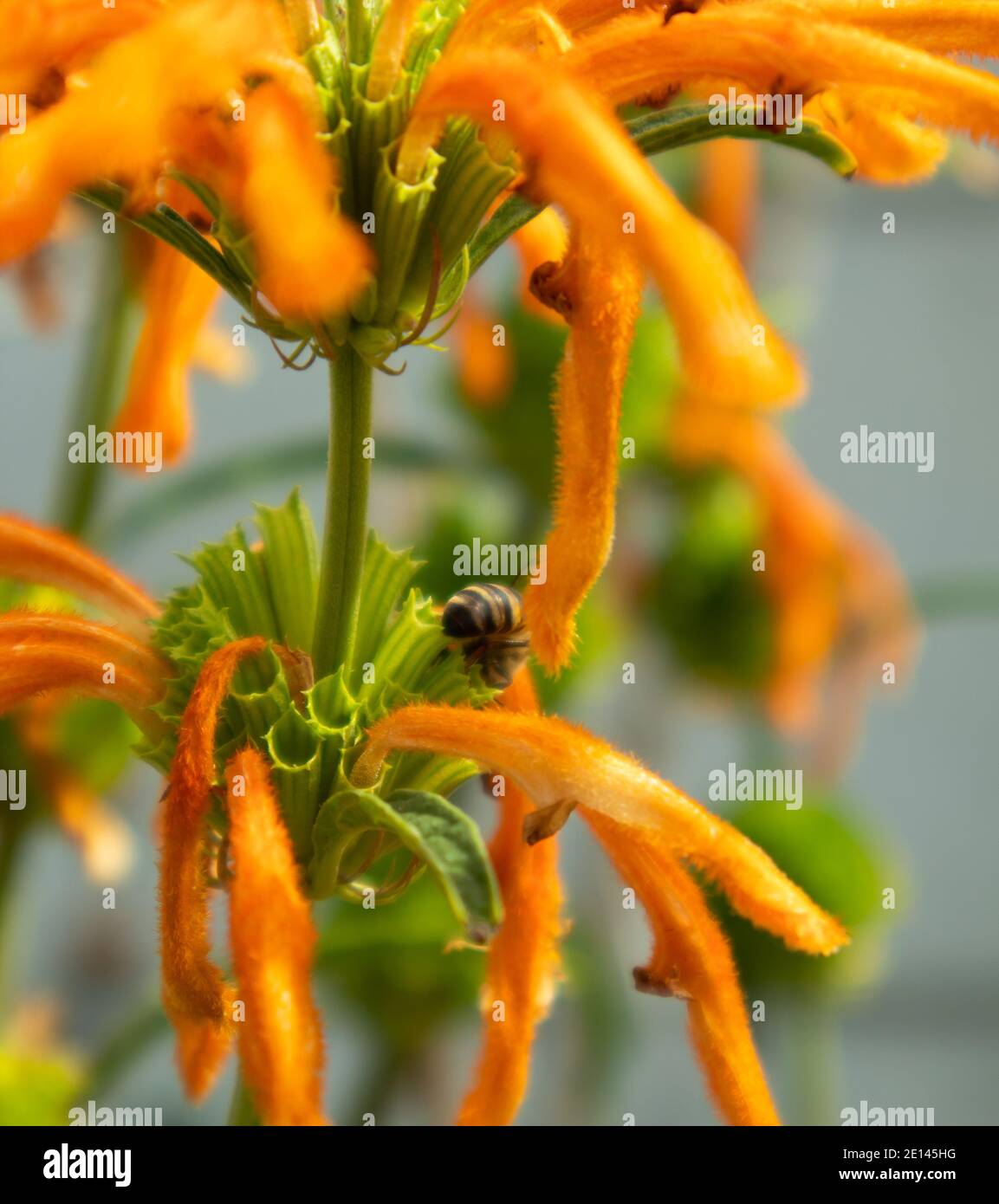 Collecting to inspire hi-res stock photography and images - Alamy