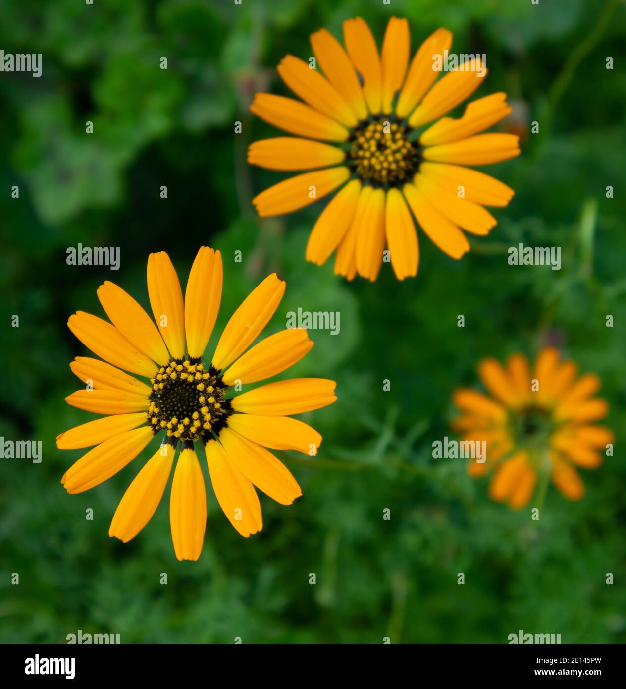 Garden africa flowers hi-res stock photography and images - Alamy