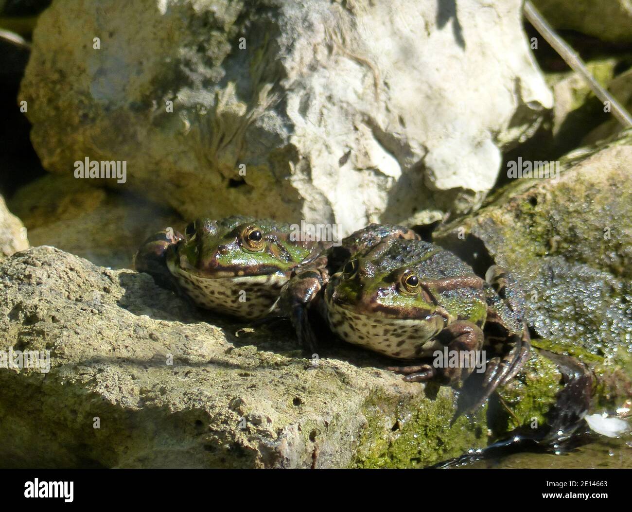 Pool Frogs Rana Lessone Stock Photo - Alamy