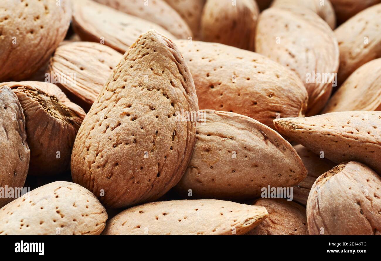 Shell picture hi-res stock photography and images - Alamy