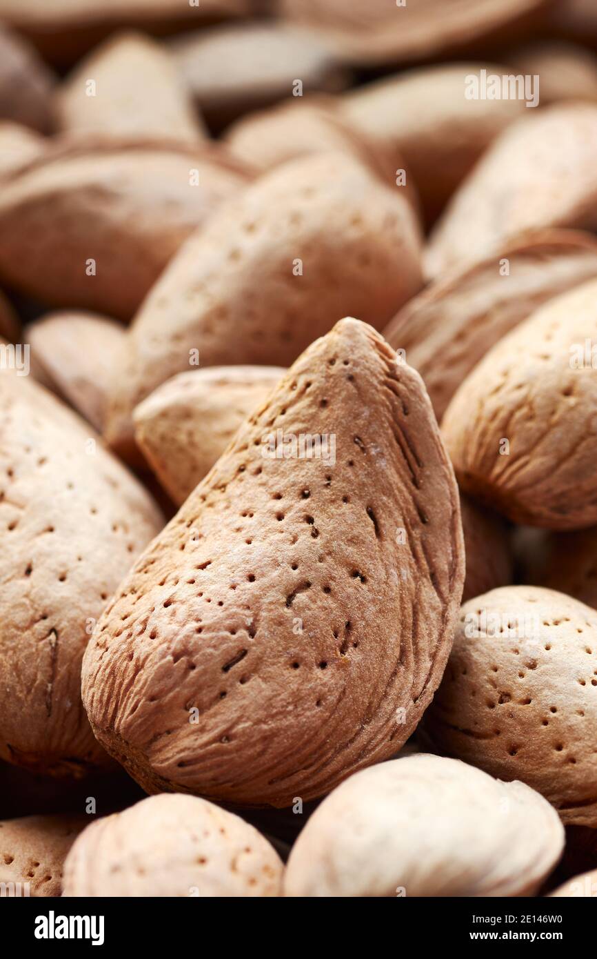 Picture shell hi-res stock photography and images - Alamy