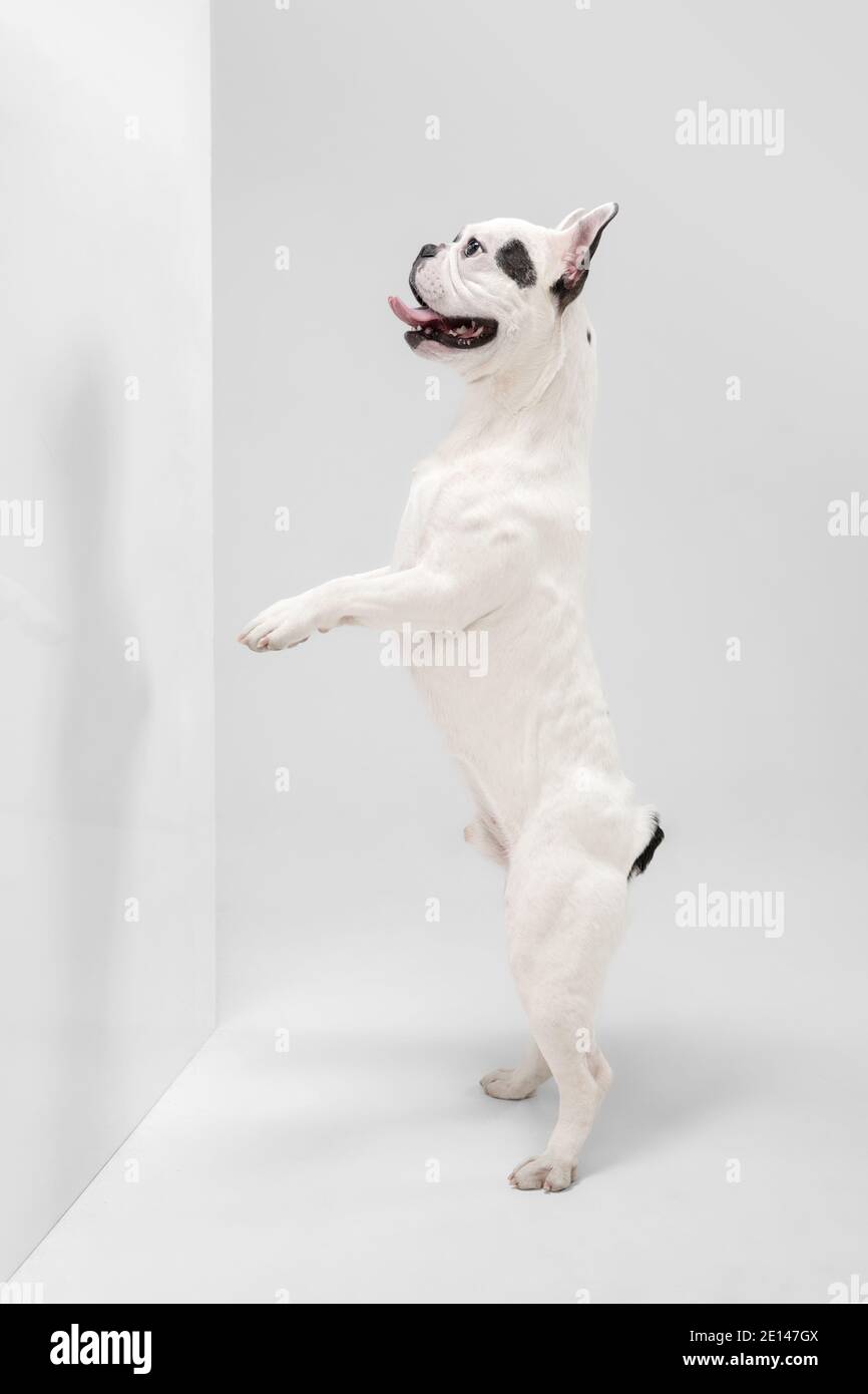 Dancing like rockstar. French Bulldog young dog is posing. Cute playful ...