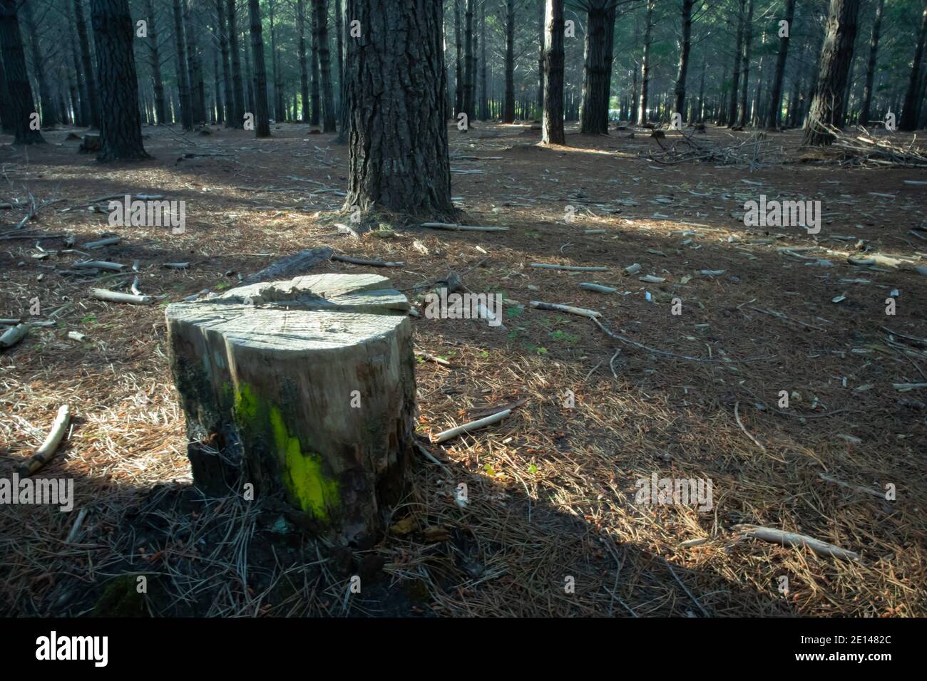 Tokai Forest- Cape Town, South Africa - 18/10/2020 Tree stump with acid ...