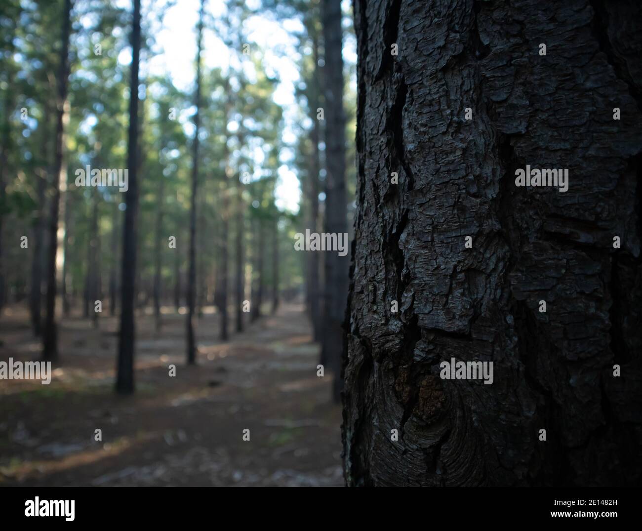 Tokai Forest- Cape Town, South Africa - 18/10/2020 Strong and healthy ...
