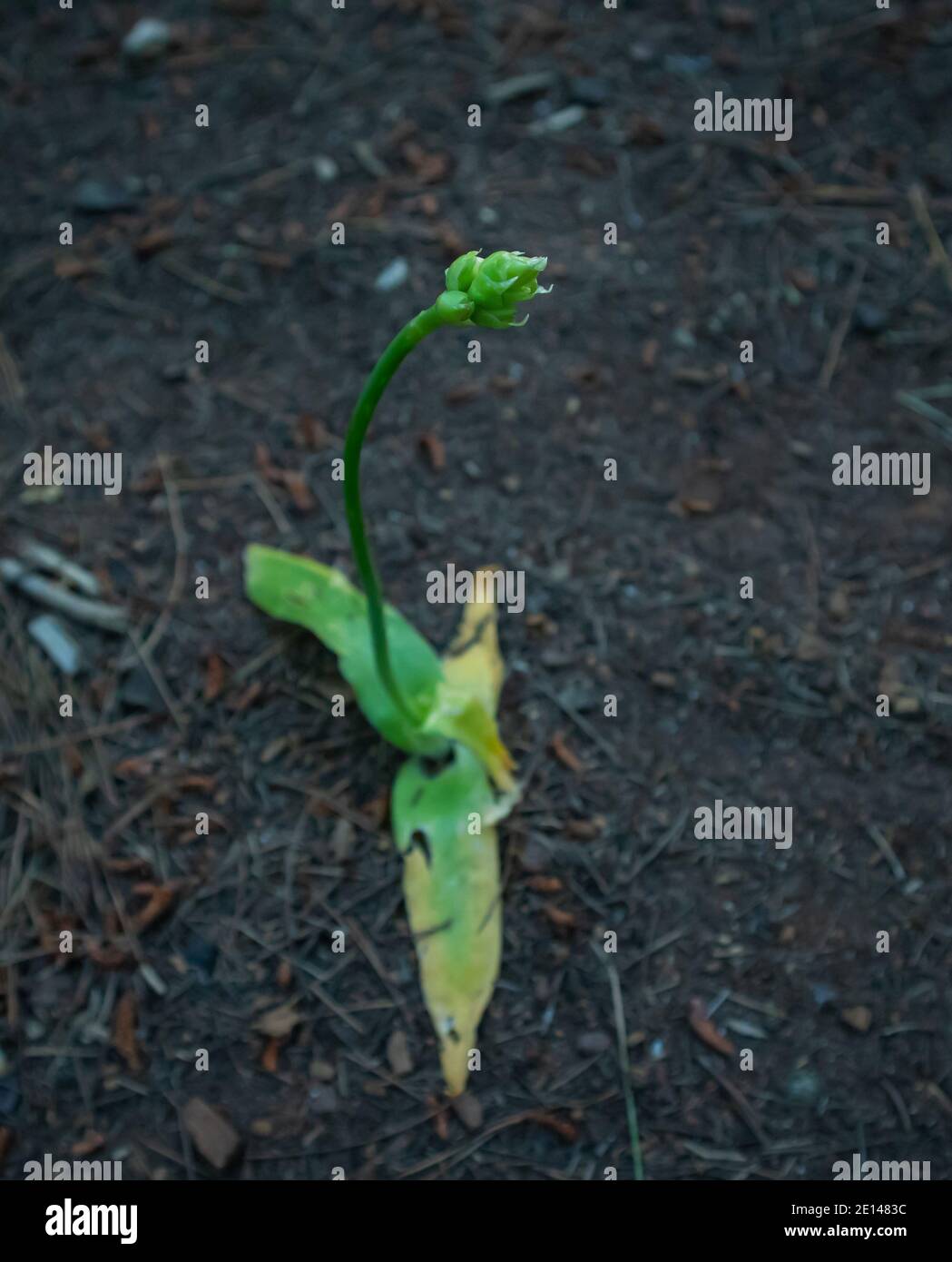 Tokai Forest- Cape Town, South Africa - 18/10/2020 Proud, vibrant green ...