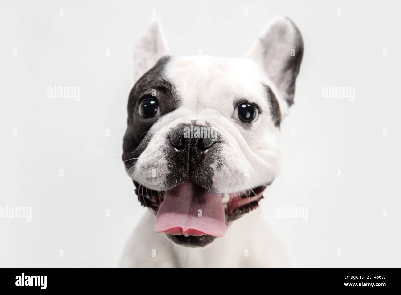 Are French Bulldog Playful