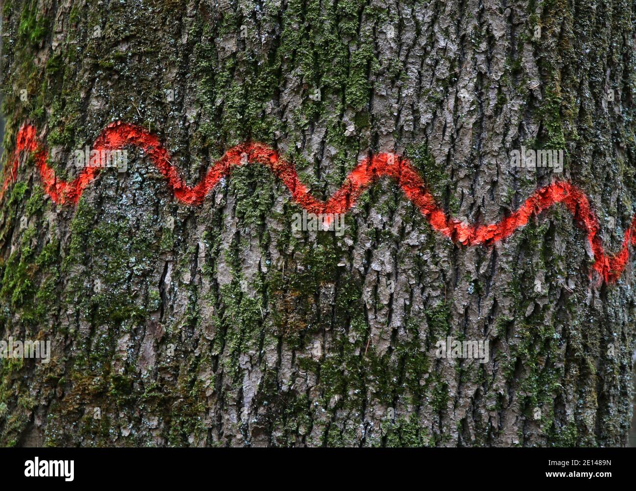 Felling marking hi-res stock photography and images - Alamy