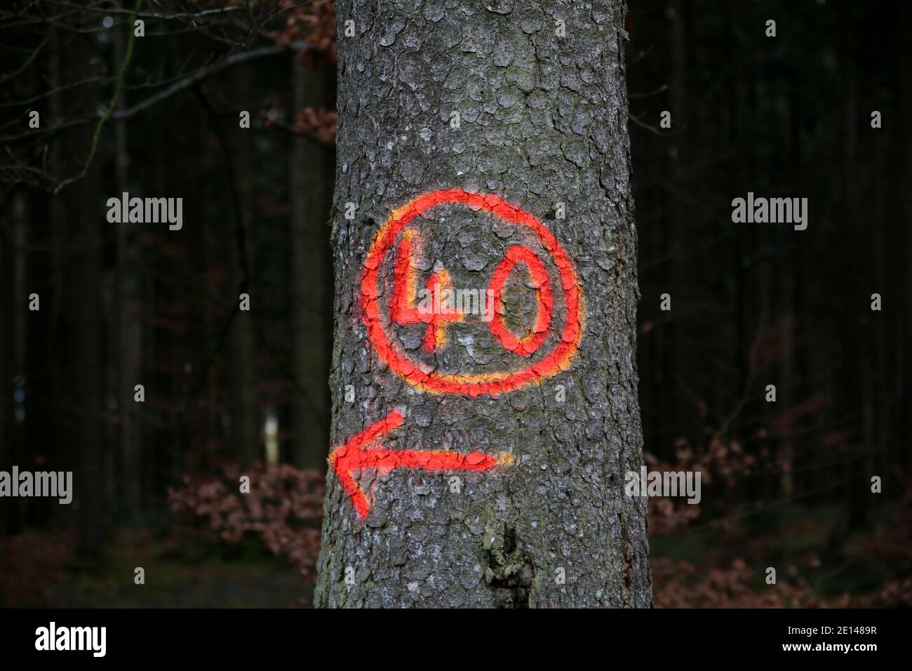 Felling marking hi-res stock photography and images - Alamy