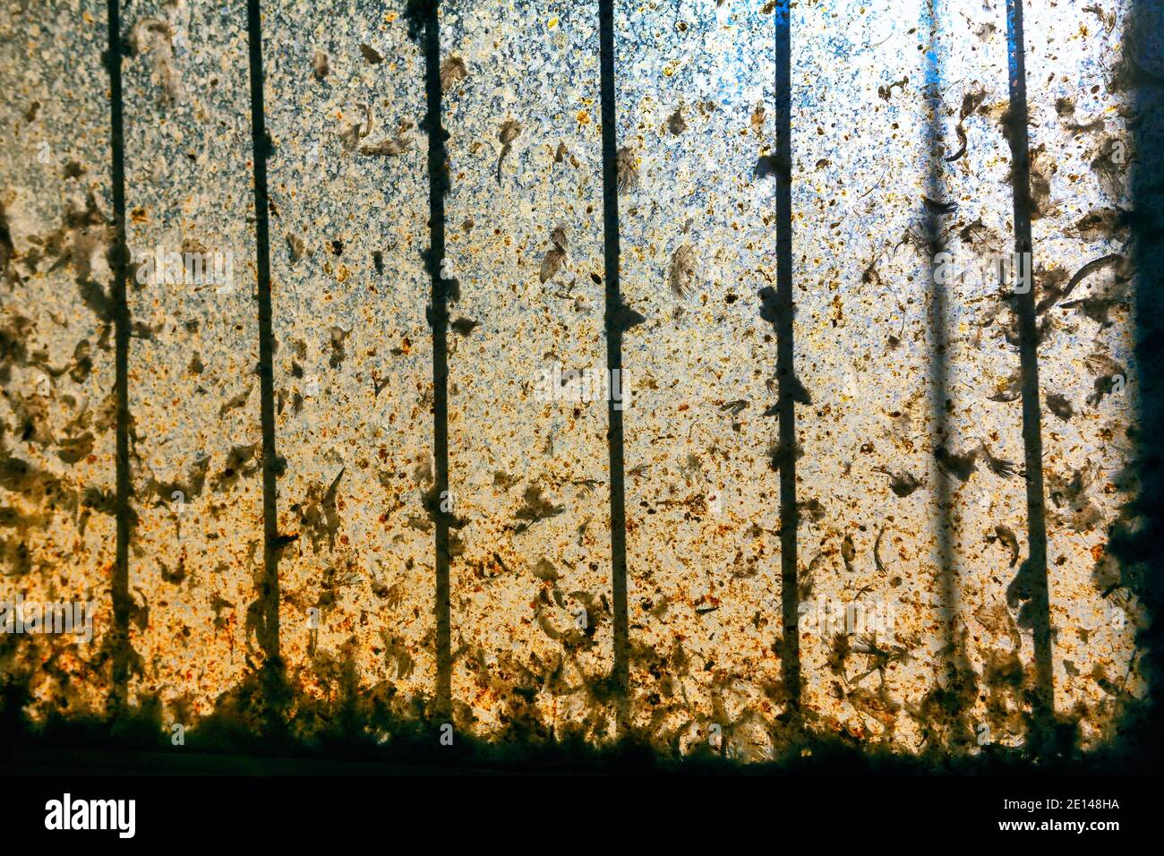 Dirty Window Glass . Muddy Window from the chicken coop Stock Photo - Alamy