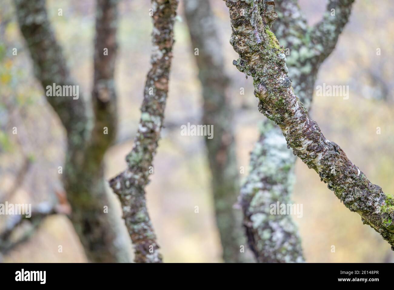 Lichen on trees in fall hi-res stock photography and images - Alamy