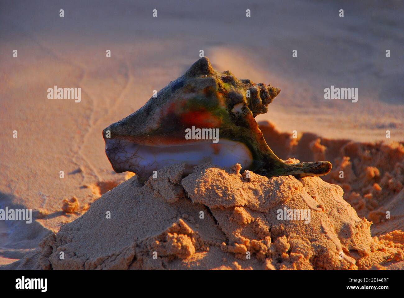 beautiful giant seashell in the sand beach in the seaside holiday Stock ...