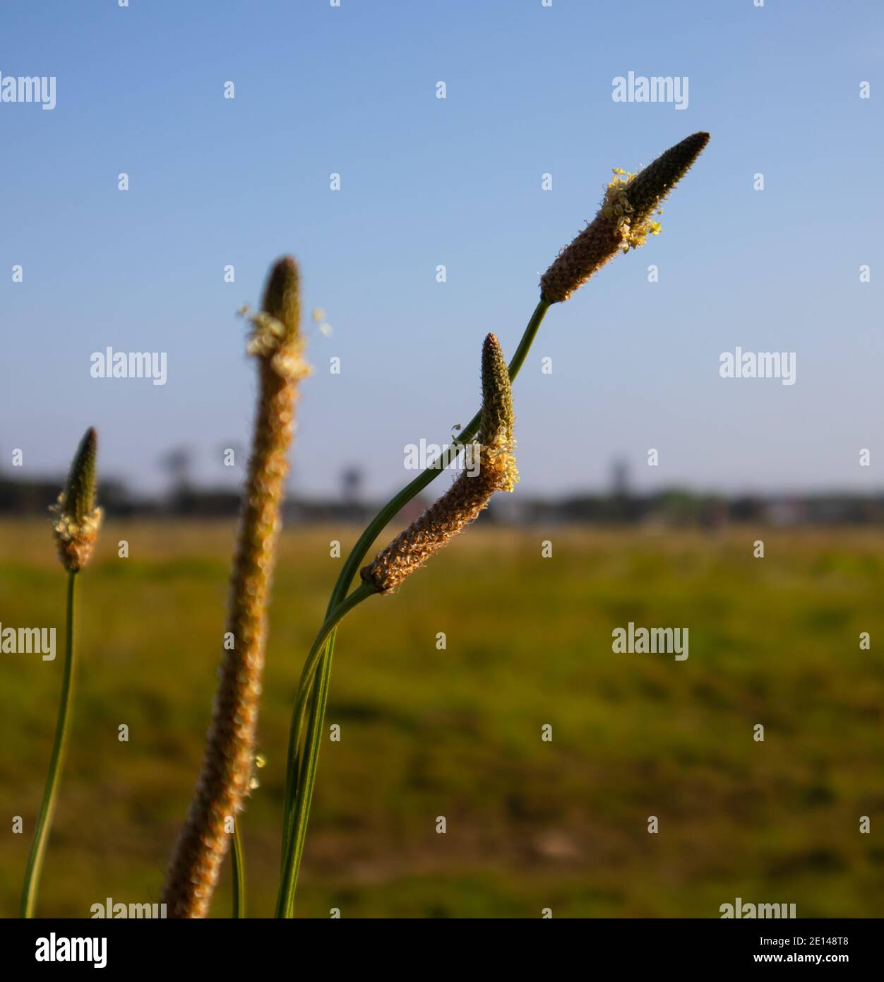 Rondebosch common hi-res stock photography and images - Alamy